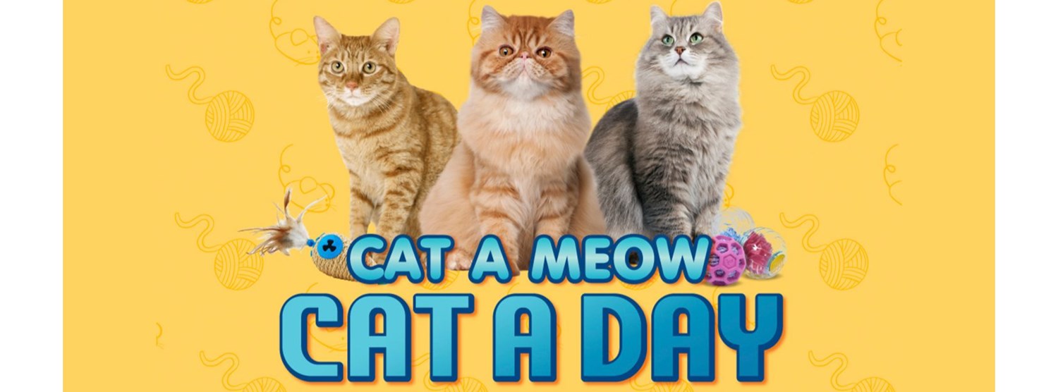 Cat A Meow Cat A Day 2023 | Zipevent - Inspiration Everywhere